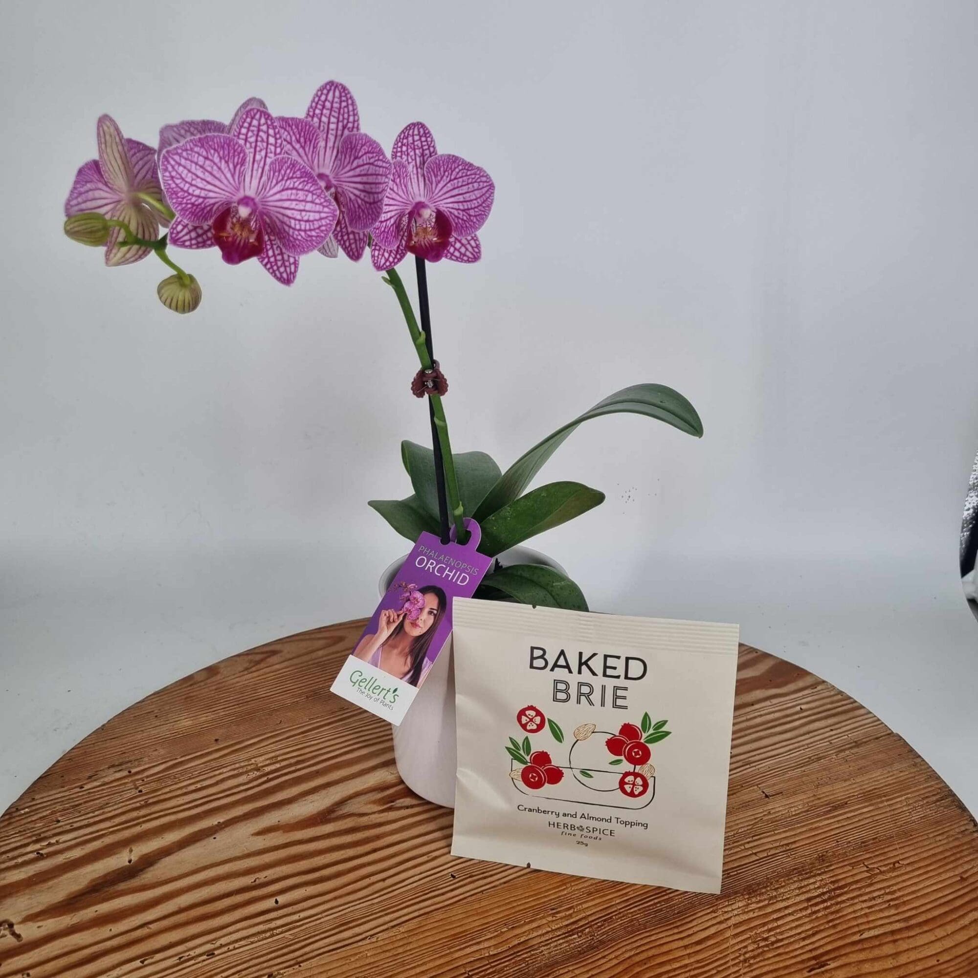 Orchid & Baked Brie - The Lost Flower Shed - Auckland Flower Delivery